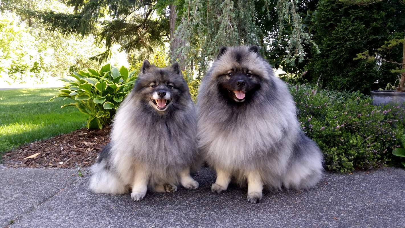 Keeshond | Dogs | Breed Information | Omlet