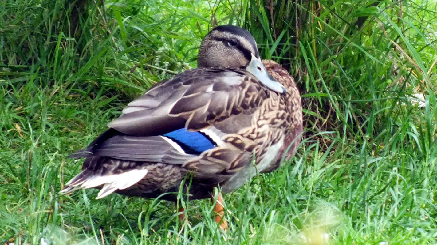 Mallard | Ducks | Breed Information | Omlet