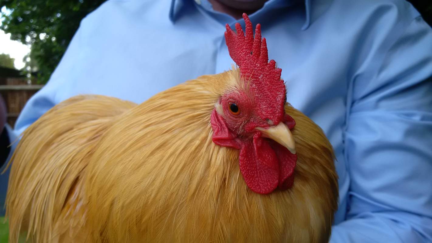 Pekin Bantam For Sale | Chickens | Breed Information | Omlet