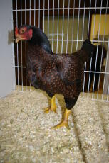 Indian Game Chickens | Indian Game For Sale | Chicken Breeds