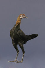 Modern Game Chickens | Modern Game For Sale | Chicken Breeds