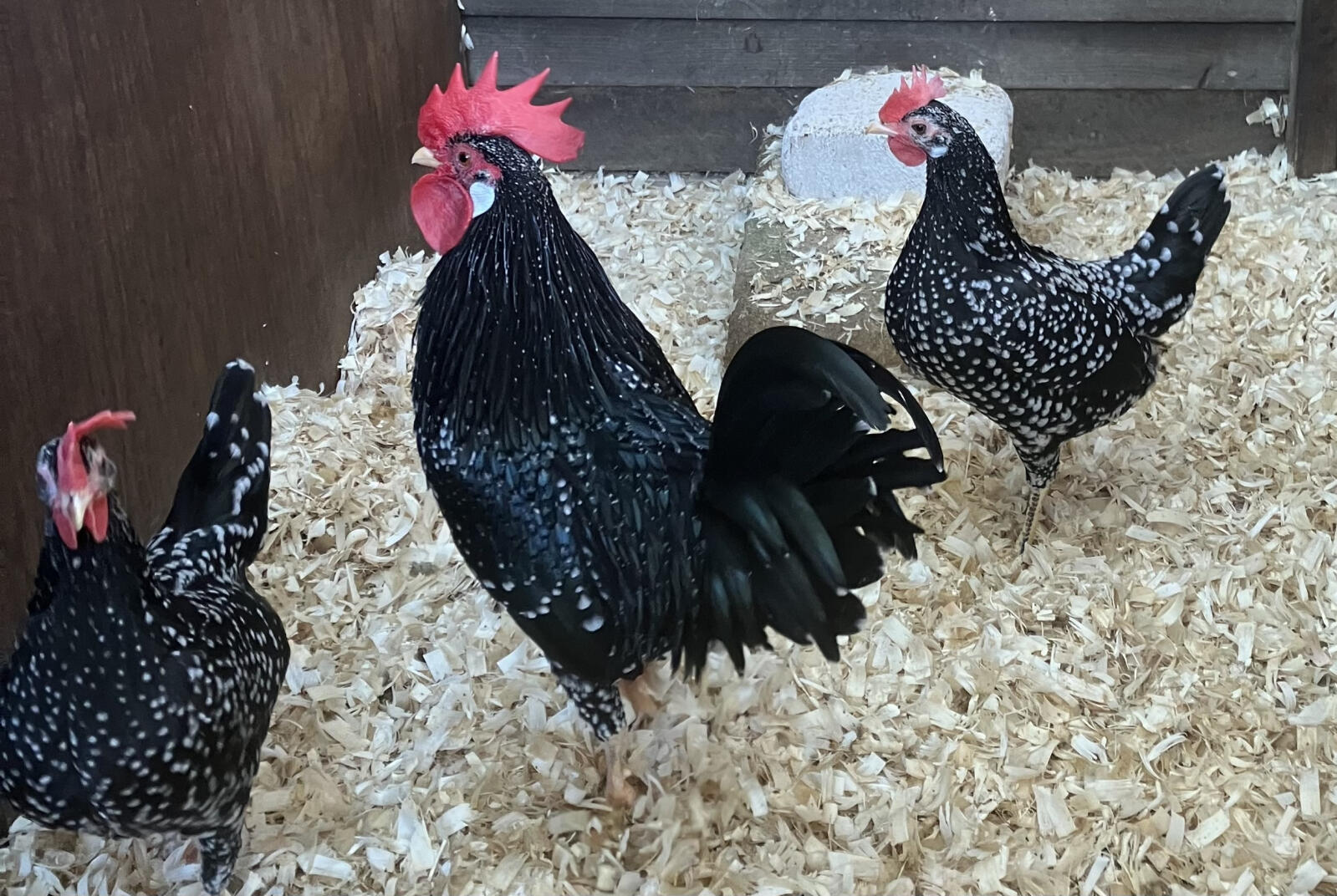 Fullers poultry | Adverts | Omlet