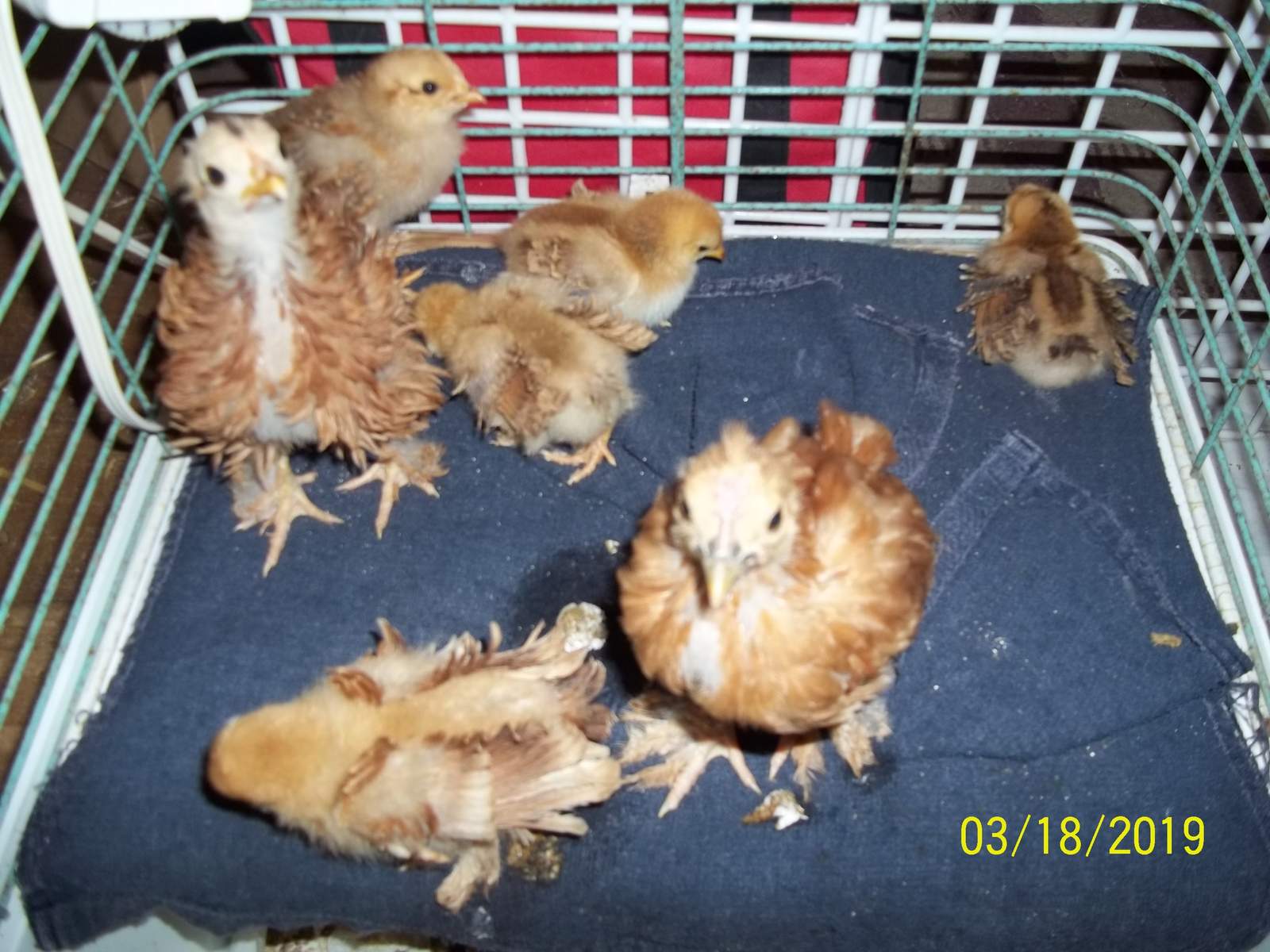 Frizzle For Sale | Chickens | Breed Information | Omlet
