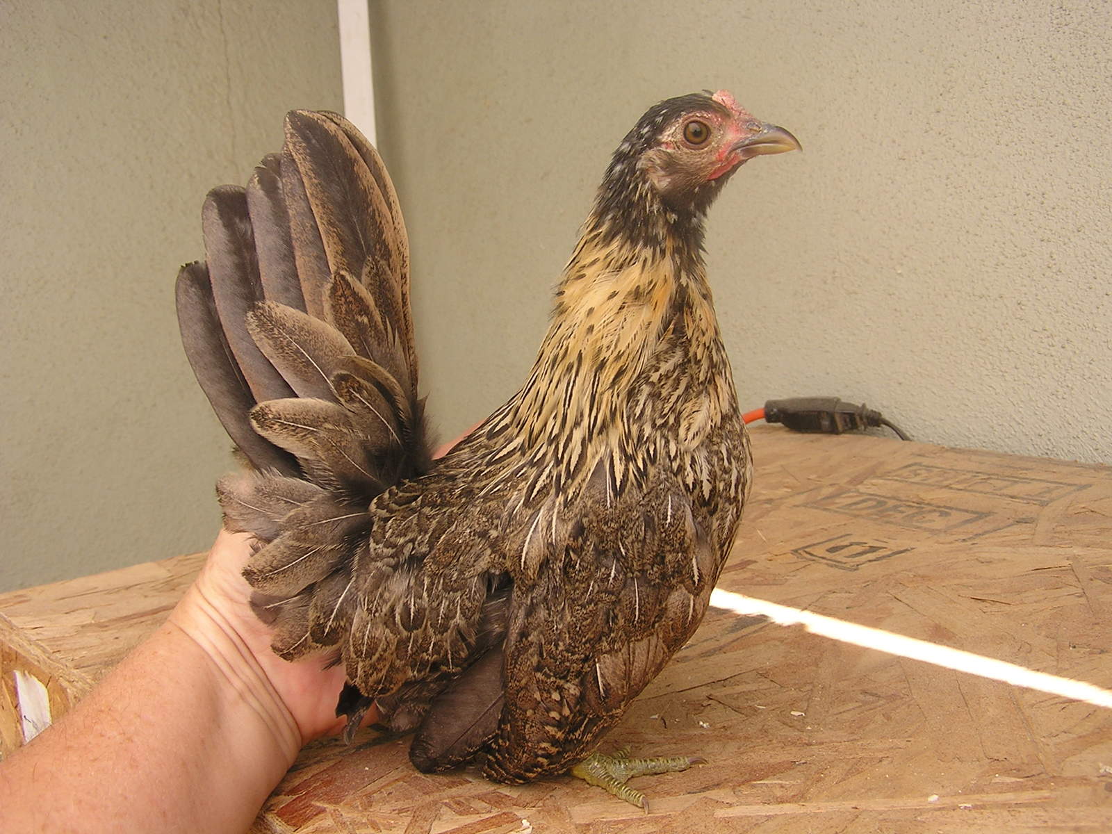 Serama For Sale | Chickens | Breed Information | Omlet
