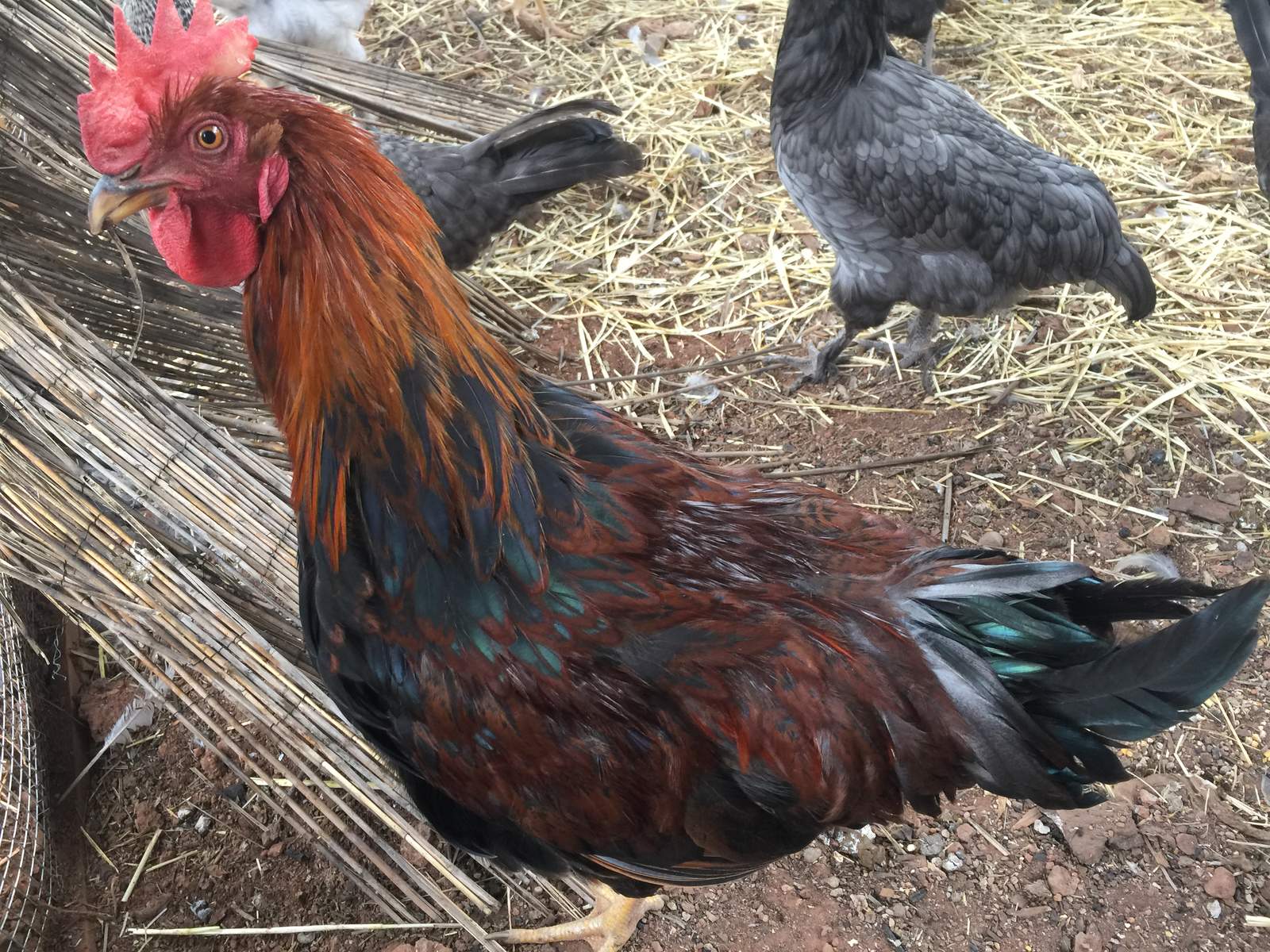 Welsummer For Sale | Chickens | Breed Information | Omlet
