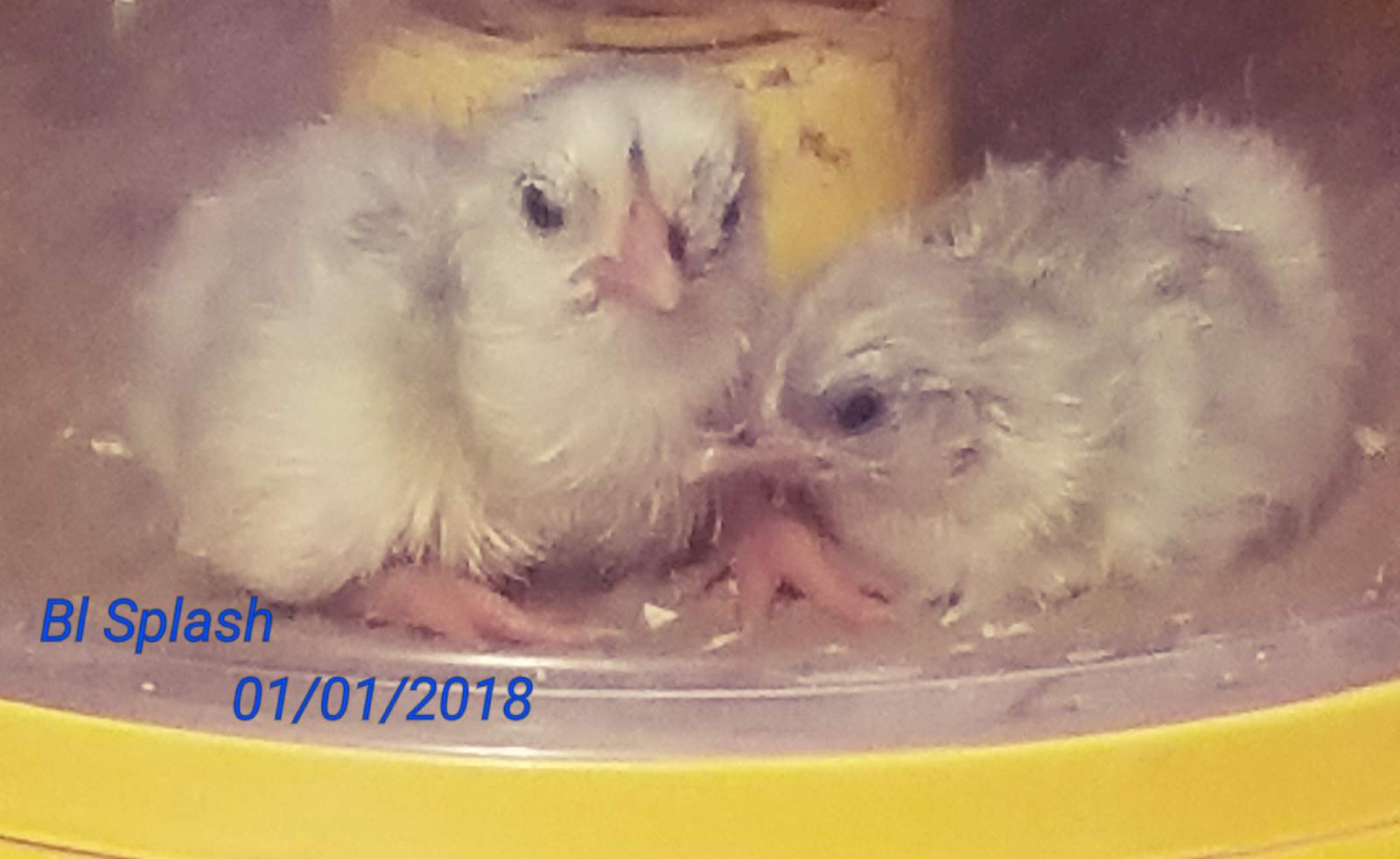 Serama For Sale | Chickens | Breed Information | Omlet