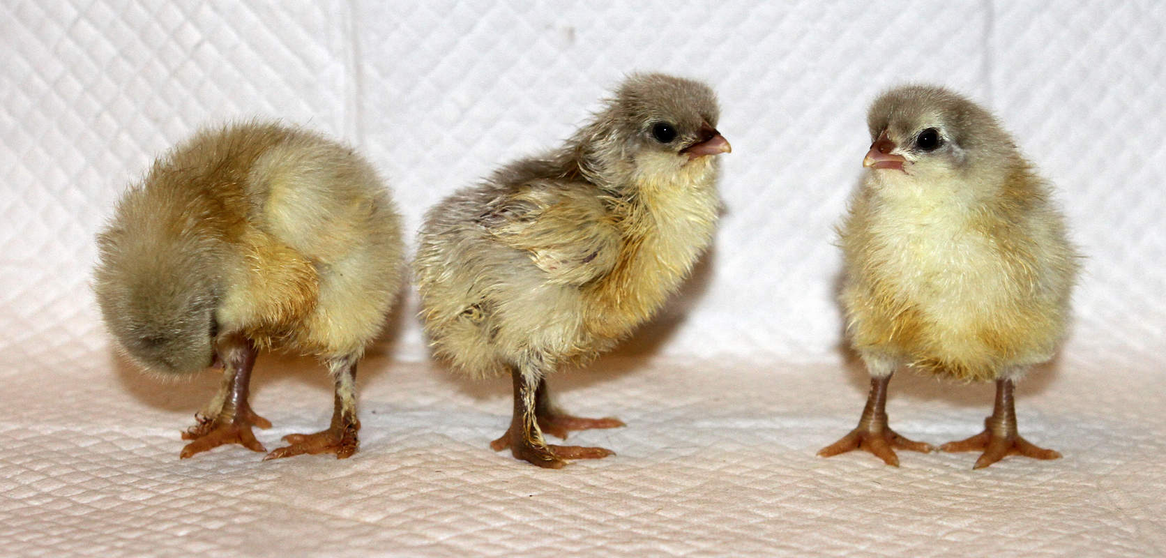 Marans For Sale | Chickens | Breed Information | Omlet