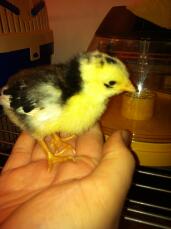 Ancona Chickens | Ancona For Sale | Chicken Breeds