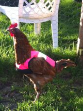 Pink High-Vis Chicken Jacket | Omlet