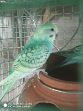 Parakeet Markings | Varieties and Types | Parakeets | Guide | Omlet US