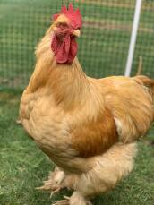 Cochin Chickens | Cochin For Sale | Chicken Breeds