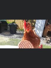 Ex-Battery Hen Chickens | Ex-Battery Hen For Sale | Chicken Breeds