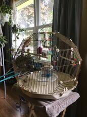 Geo Bird Cage | The Beautiful Geodesic Parakeets Cage | Omlet