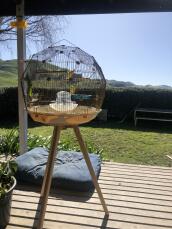 Geo Bird Cage | The Beautiful Geodesic Parakeets Cage | Omlet