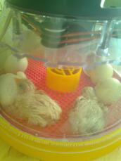 Why should you breed your own chickens? | Incubation | Incubation | Guide
