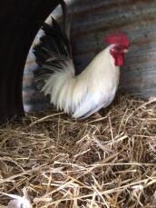 Japanese Bantam Chickens | Japanese Bantam For Sale | Chicken Breeds