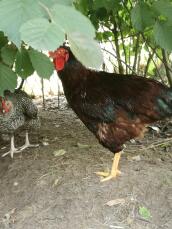 Rhode Island Red Chickens | Rhode Island Red For Sale | Chicken Breeds