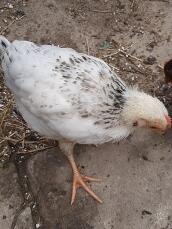 Breeding Chickens | Chicken Care | Chickens | Guide | Omlet US