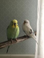 Parakeet Color Types | Varieties and Types | Parakeets | Guide | Omlet US