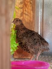 Quails | Guide | Omlet US