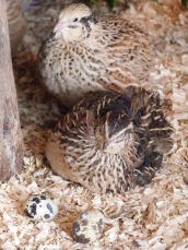 Quails | Guide | Omlet US