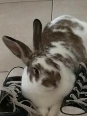 Rabbits | Guide | Omlet US