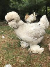 Sultan Chickens | Sultan For Sale | Chicken Breeds