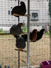 Omlet Chicken Perch Trees - Standard Perch | Omlet