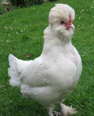 Sultan Chickens | Sultan For Sale | Chicken Breeds