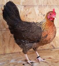 Welbar Chickens | Welbar For Sale | Chicken Breeds