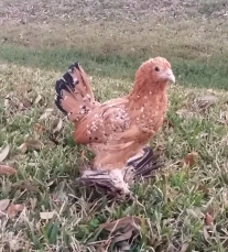 Booted Bantam Chickens | Booted Bantam For Sale | Chicken Breeds