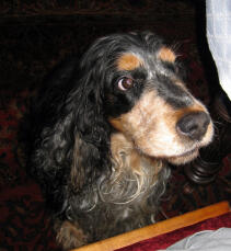 Springer Spaniel (English) Dogs | Dog Breeds