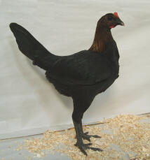 Old English Game Chickens | Old English Game For Sale | Chicken Breeds