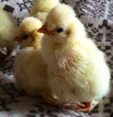 Sultan Chickens | Sultan For Sale | Chicken Breeds
