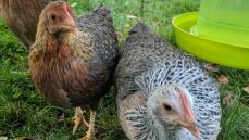 Welbar Chickens | Welbar For Sale | Chicken Breeds