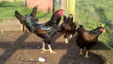 Indian Game Chickens | Indian Game For Sale | Chicken Breeds