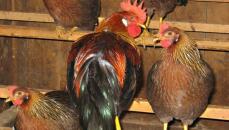 Derbyshire Redcap Chickens | Derbyshire Redcap For Sale | Chicken Breeds