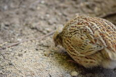 Quails | Guide | Omlet US