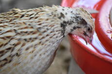 Quails | Guide | Omlet US