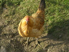 Marsh Daisy Chickens | Marsh Daisy For Sale | Chicken Breeds
