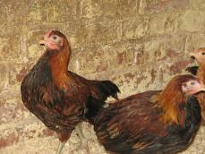 Marsh Daisy Chickens | Marsh Daisy For Sale | Chicken Breeds