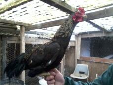 Asil Chickens | Asil For Sale | Chicken Breeds