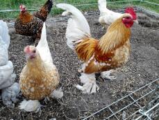 Booted Bantam Chickens | Booted Bantam For Sale | Chicken Breeds