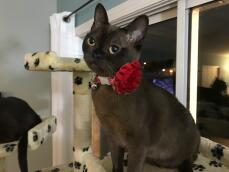 Burmese Cats | Cat Breeds