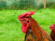 Derbyshire Redcap Chickens | Derbyshire Redcap For Sale | Chicken Breeds