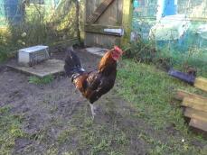 Derbyshire Redcap Chickens | Derbyshire Redcap For Sale | Chicken Breeds