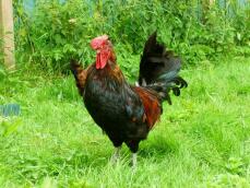 Derbyshire Redcap Chickens | Derbyshire Redcap For Sale | Chicken Breeds