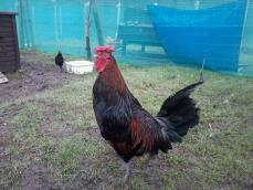 Derbyshire Redcap Chickens | Derbyshire Redcap For Sale | Chicken Breeds
