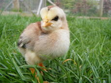 Dorking Chickens | Dorking For Sale | Chicken Breeds