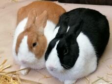 Dutch Rabbits | Dutch For Sale | Rabbit Breeds